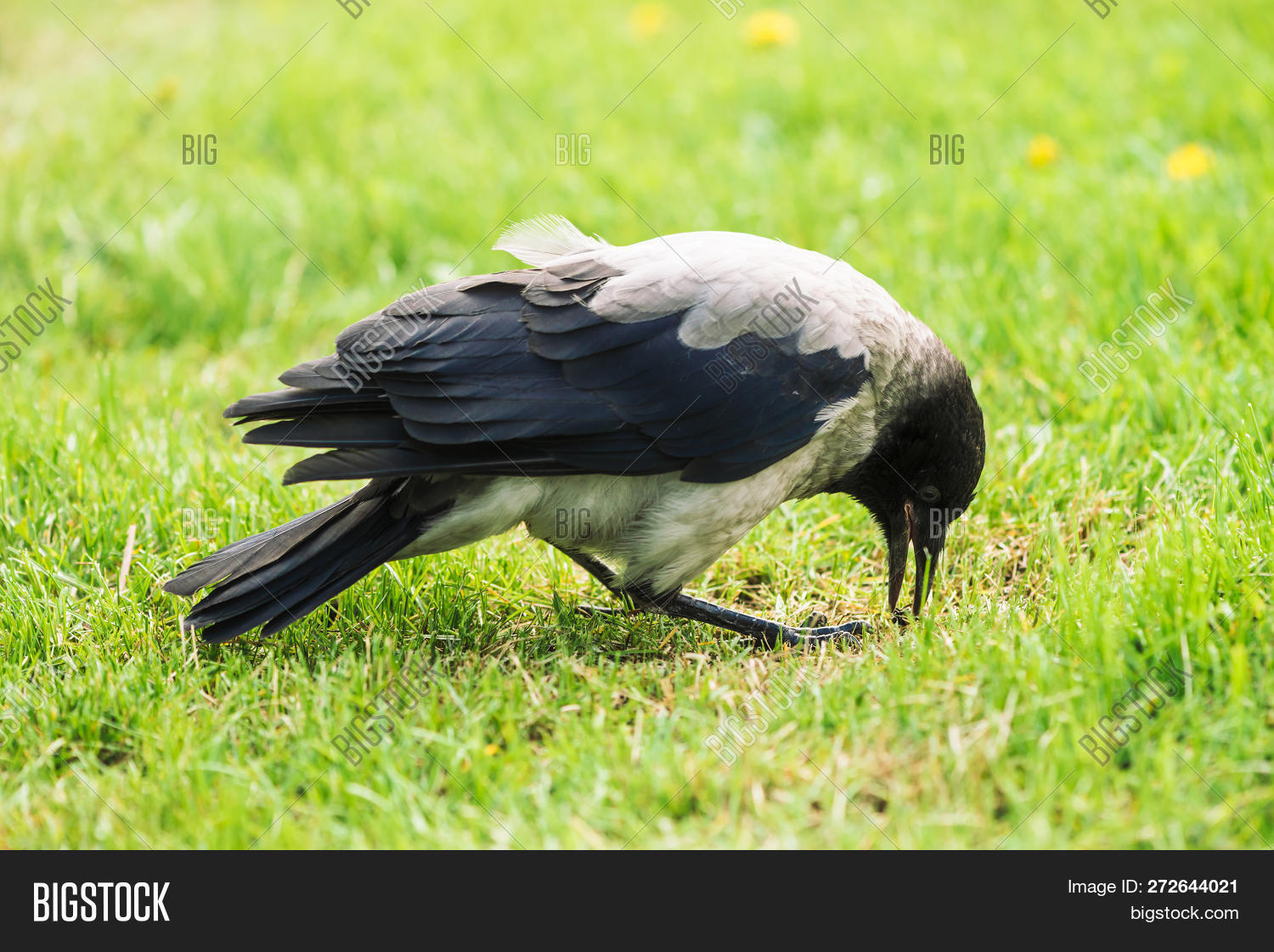 Black Crow Walks On Image & Photo (Free Trial) | Bigstock