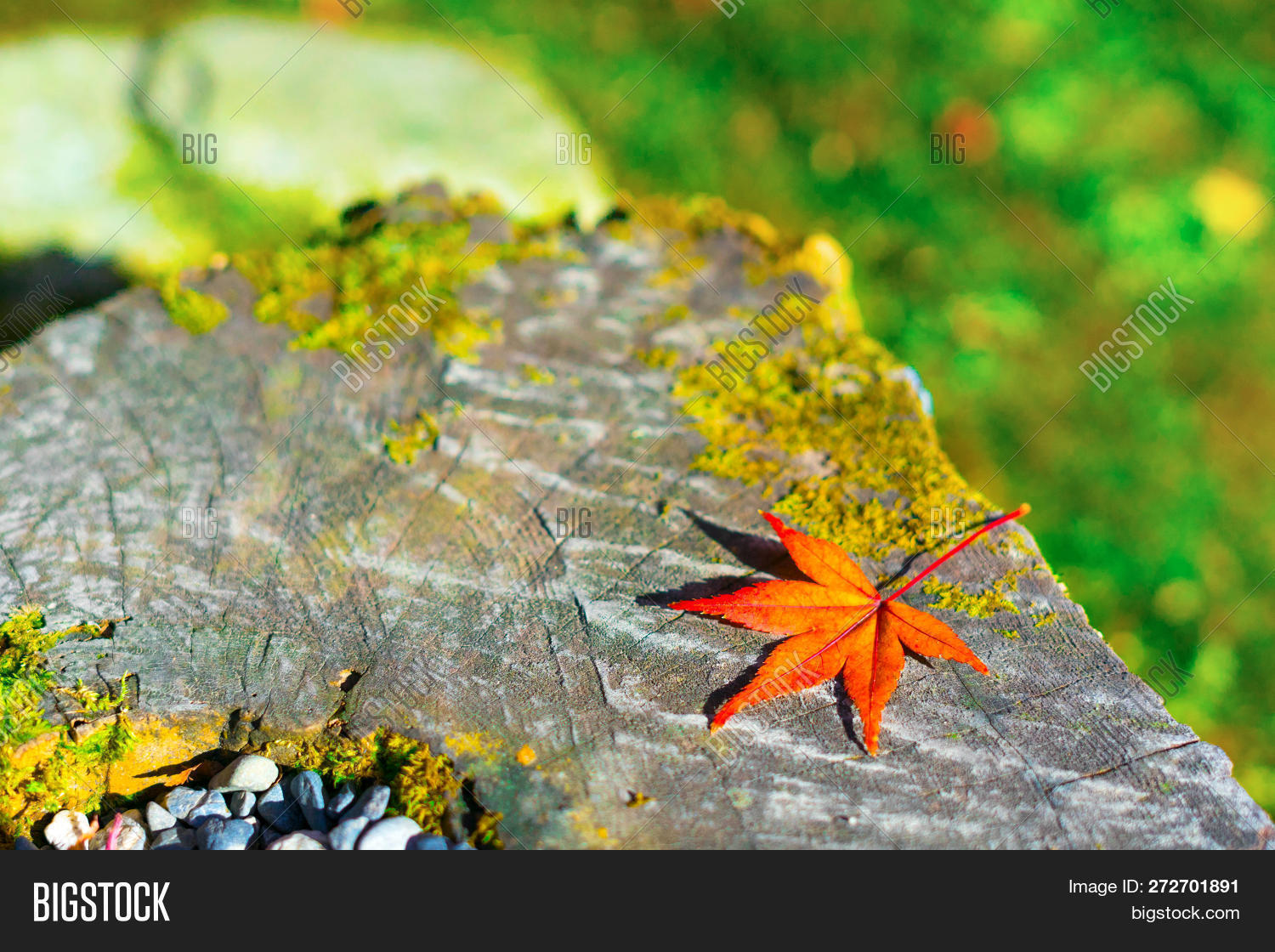 Autumn Leaves Japan. Image & Photo (Free Trial) | Bigstock