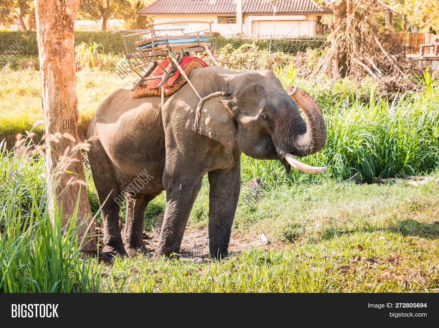 Elephant Farm Reared Image & Photo (Free Trial) | Bigstock