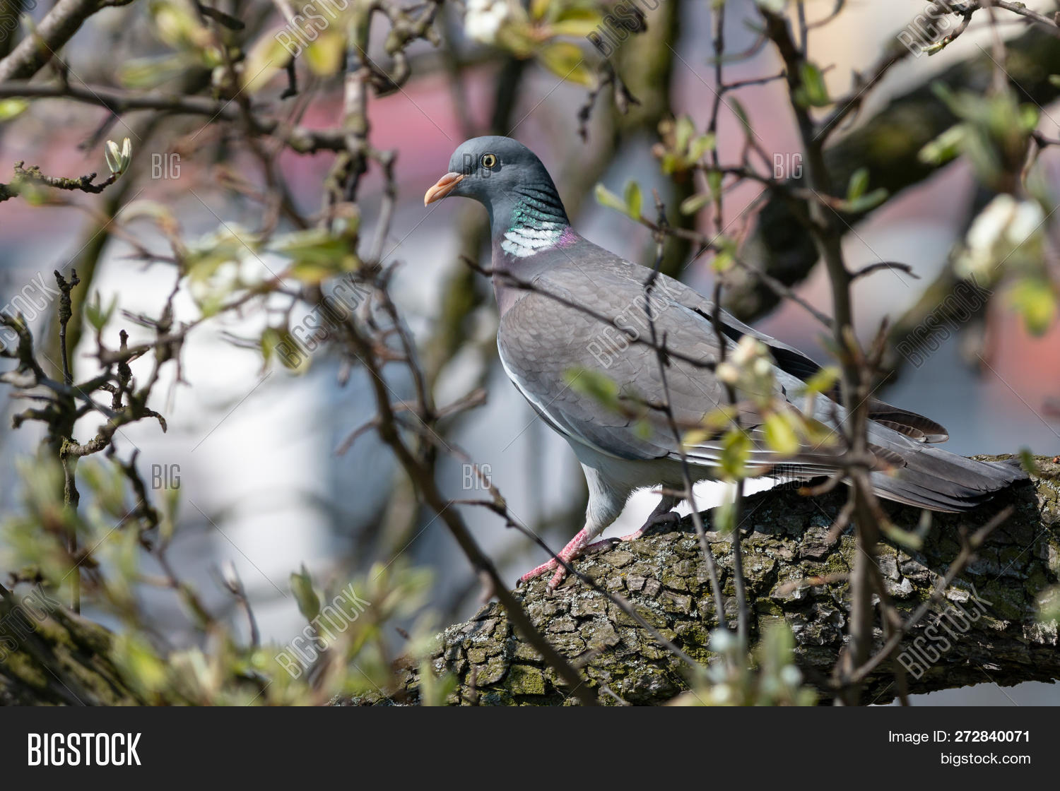 Wood Pigeon Perching Image & Photo (Free Trial) | Bigstock