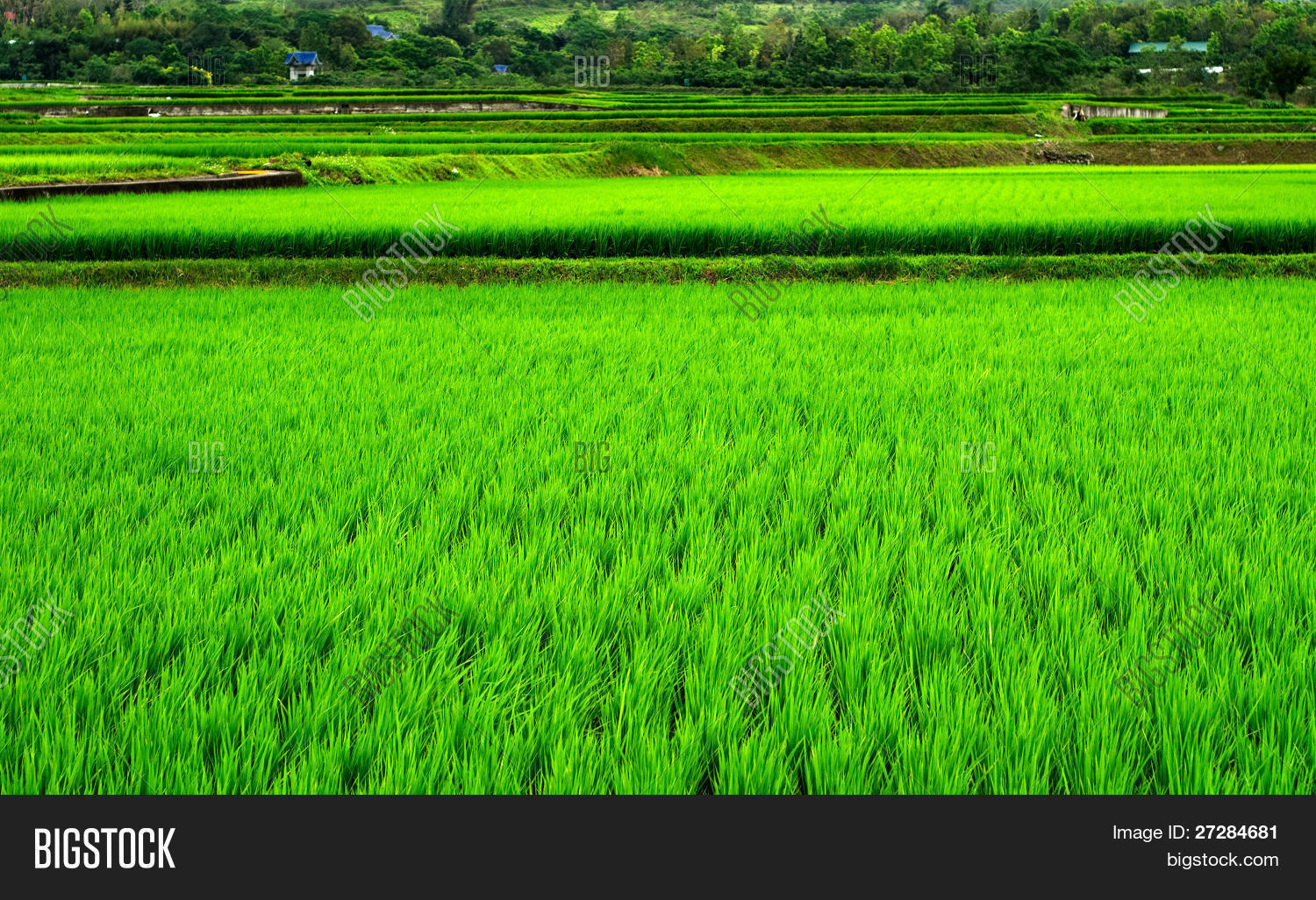 Green New Rice Land Image & Photo (Free Trial) | Bigstock