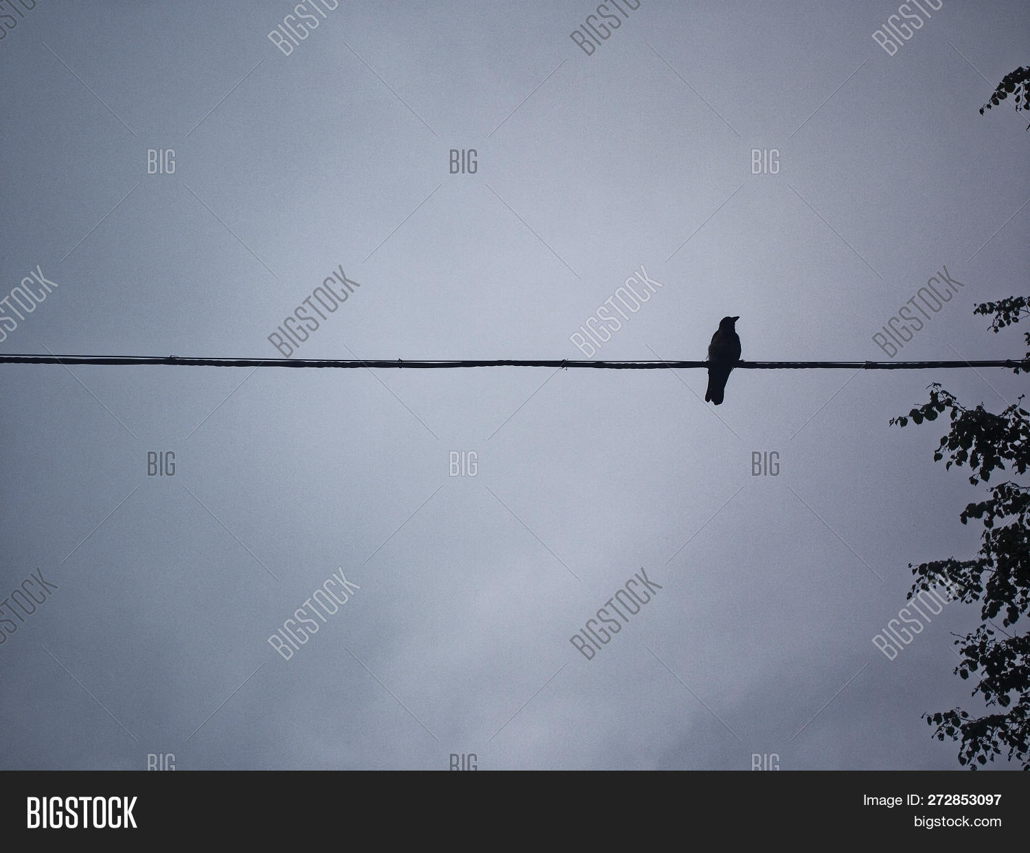 Bird Sitting On Wire Image & Photo (Free Trial) | Bigstock