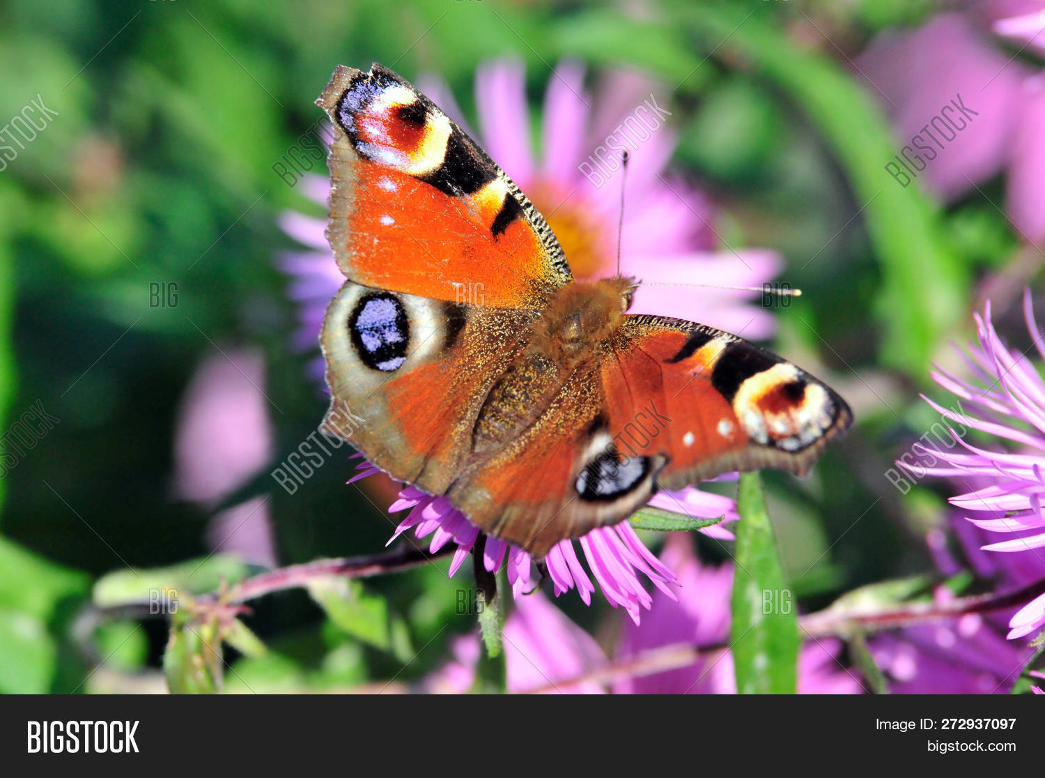 Aglais Io, European Image & Photo (Free Trial) | Bigstock