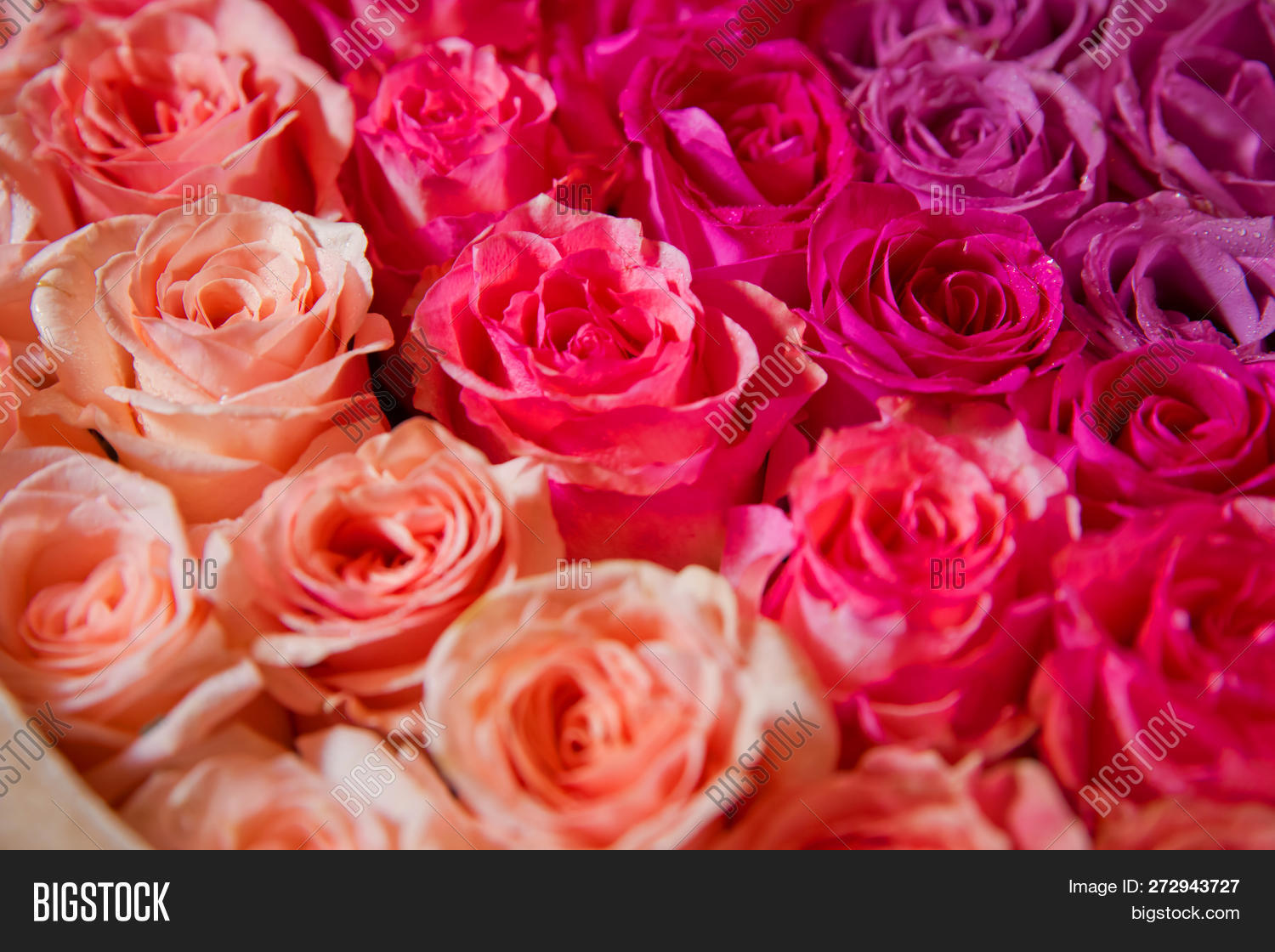 Beautiful Pink Red Image & Photo (Free Trial) | Bigstock