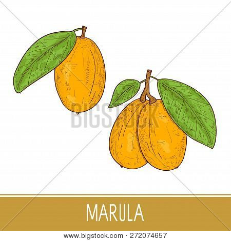 Marula. Fruit, Leaf, Vector & Photo (Free Trial) | Bigstock