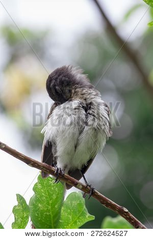 Copsychus Saularis On Image & Photo (Free Trial) | Bigstock