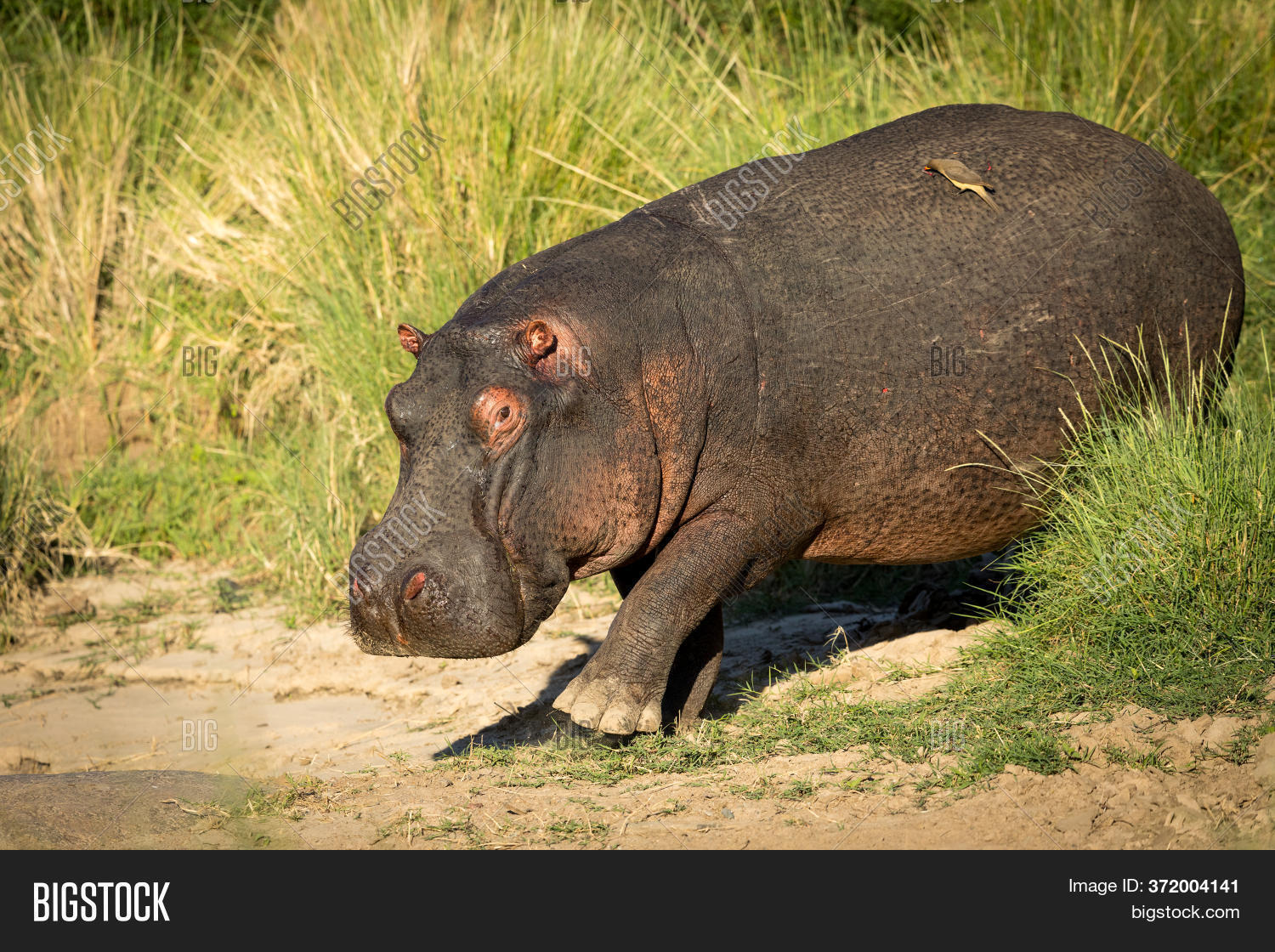One Adult Hippo Image & Photo (Free Trial) | Bigstock