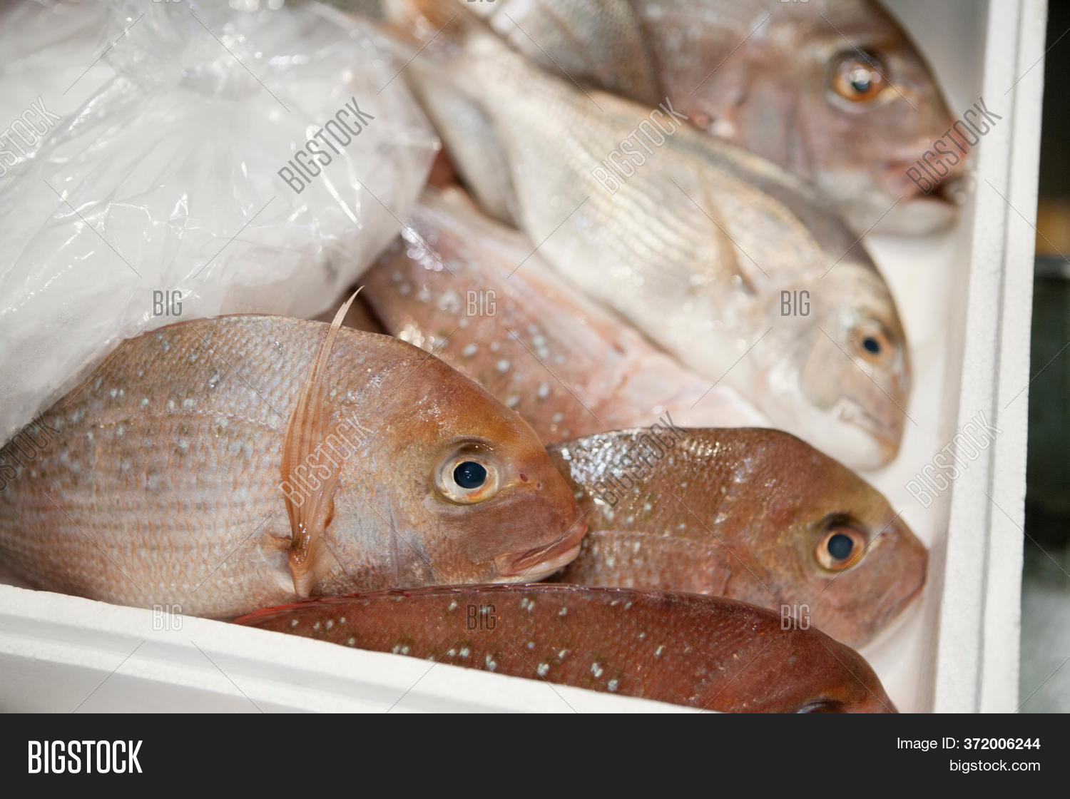 Close- Fish Tray Ice Image & Photo (Free Trial) | Bigstock