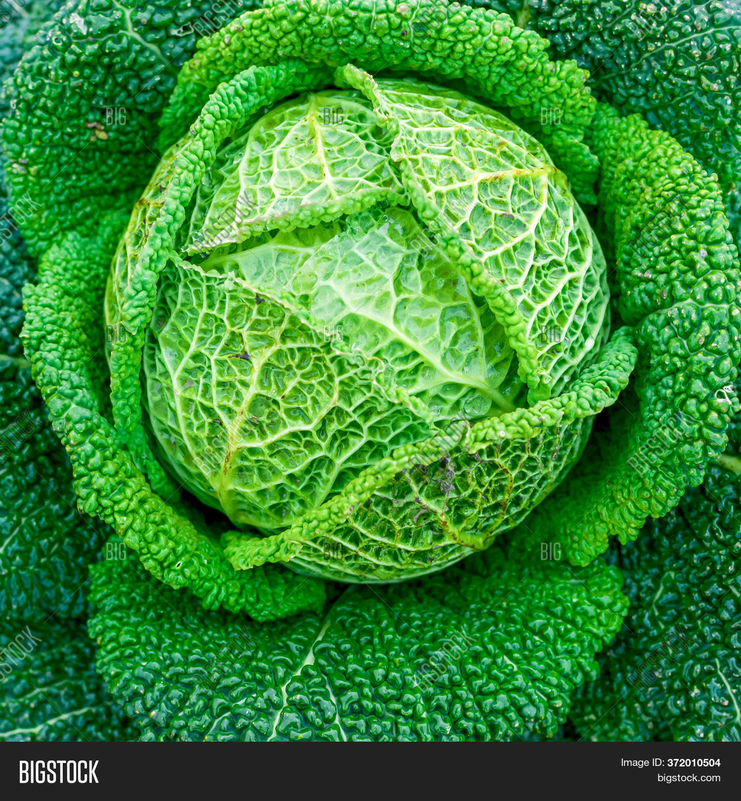 Cabbage Grows Garden. Image & Photo (Free Trial) | Bigstock