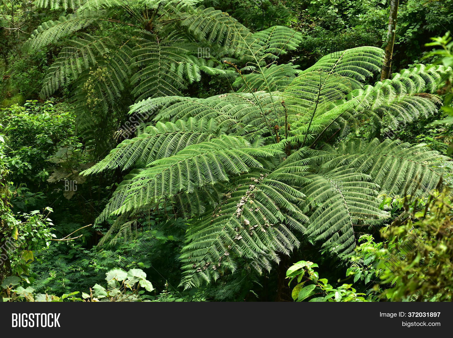 Many Giant Fern Trees Image & Photo (Free Trial) | Bigstock