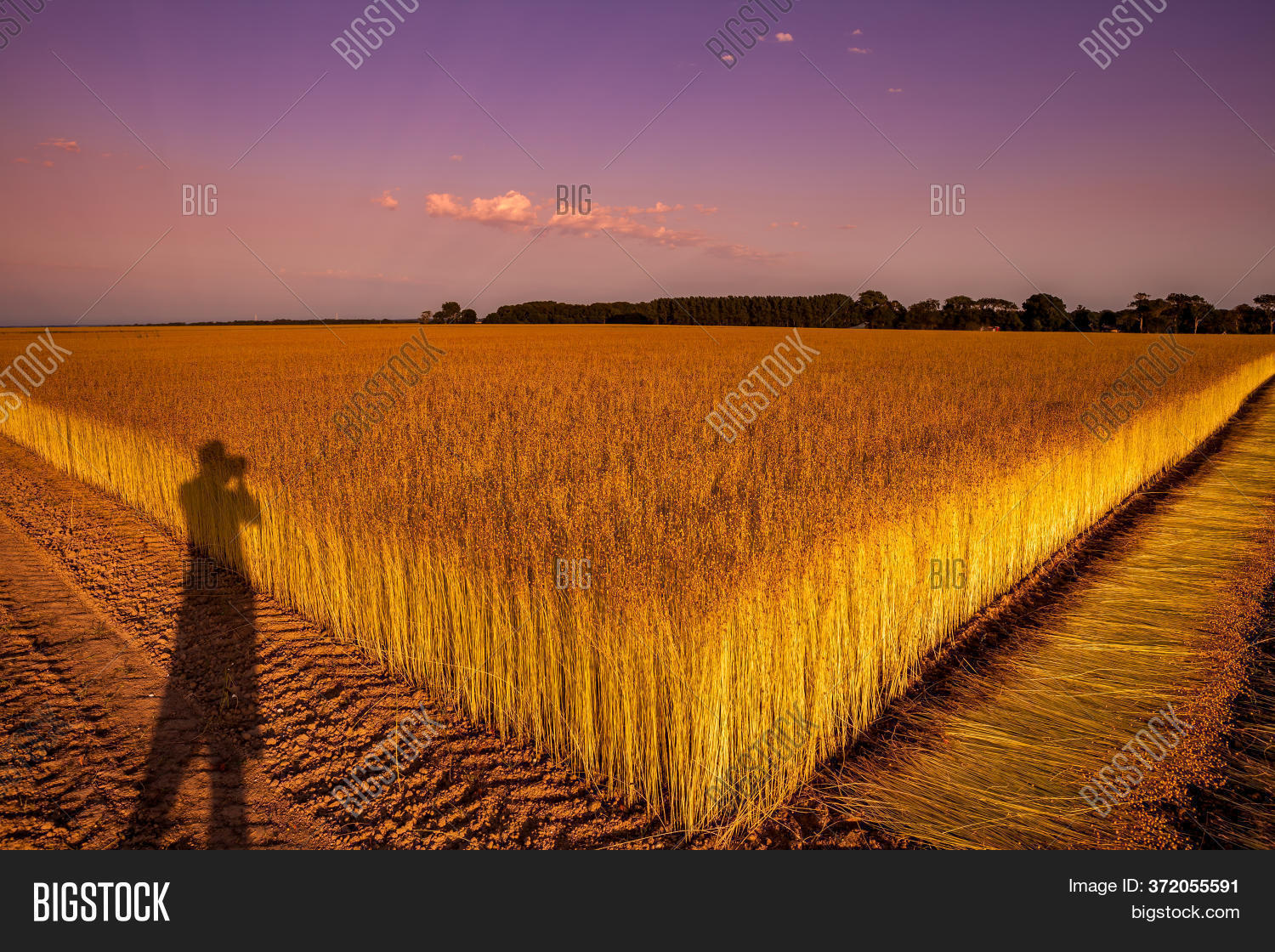 Flax Fields Normandy, Image & Photo (Free Trial) | Bigstock