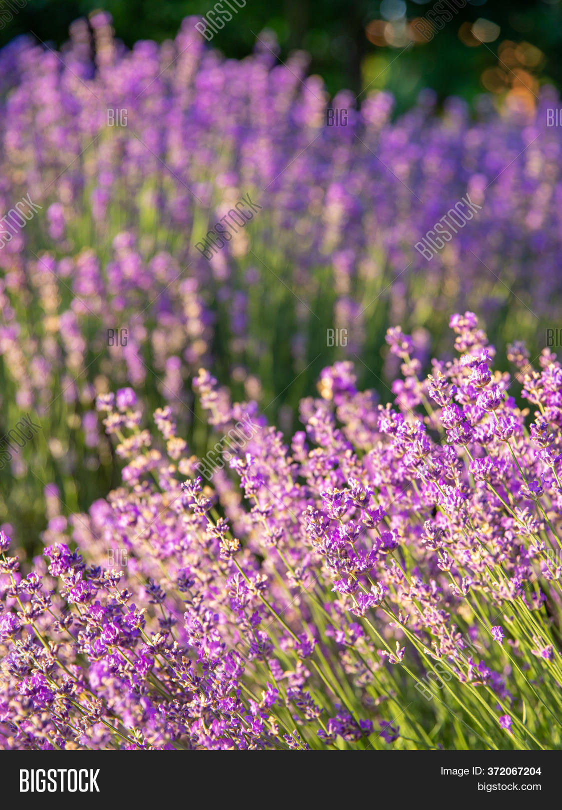 Lavender Flowers Image & Photo (Free Trial) | Bigstock