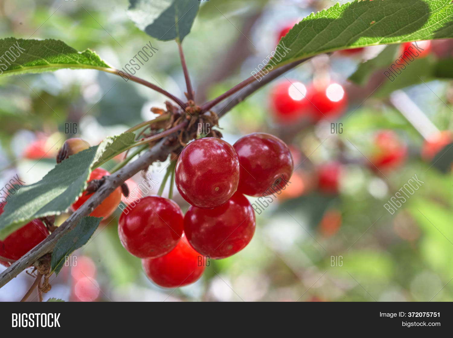 Ripe Cherries Hanging Image & Photo (Free Trial) | Bigstock