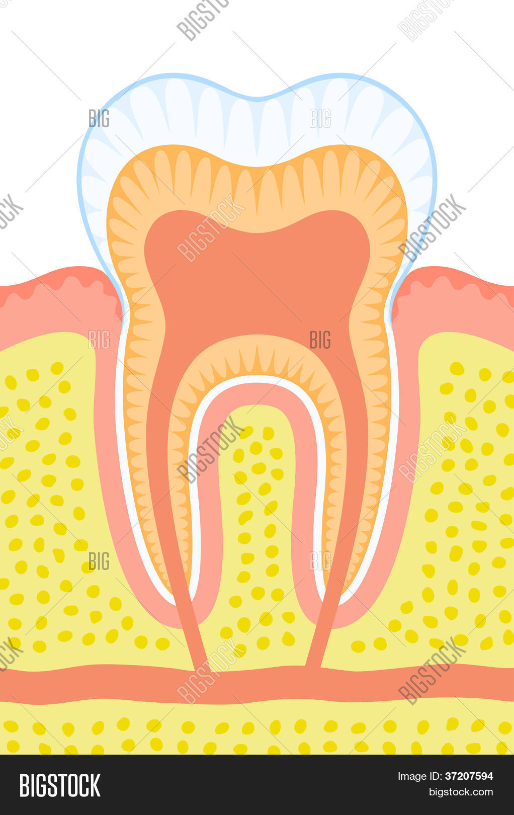 Internal Structure Vector & Photo (Free Trial) | Bigstock