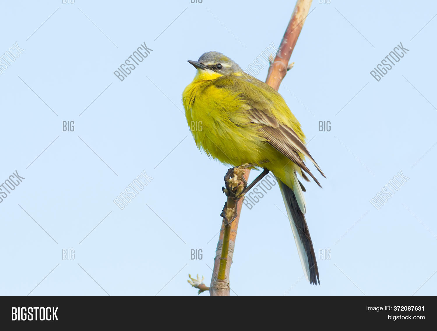 Western Yellow Wagtail Image & Photo (Free Trial) | Bigstock
