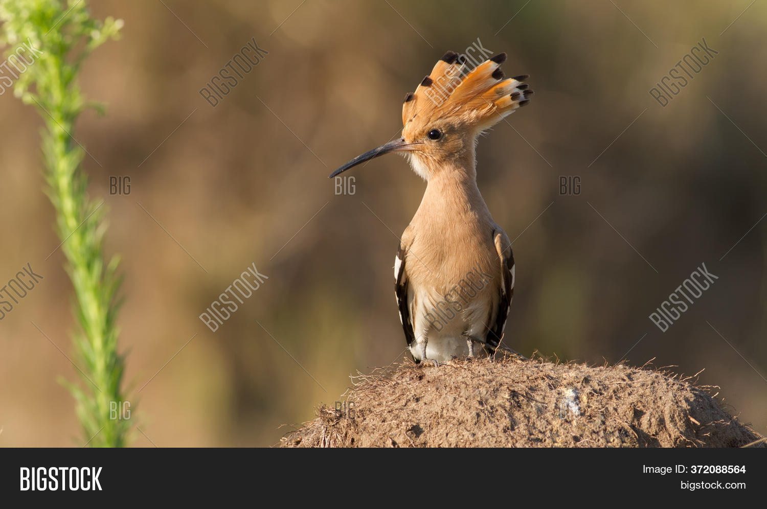 Eurasian Hoopoe, Upupa Image & Photo (Free Trial) | Bigstock
