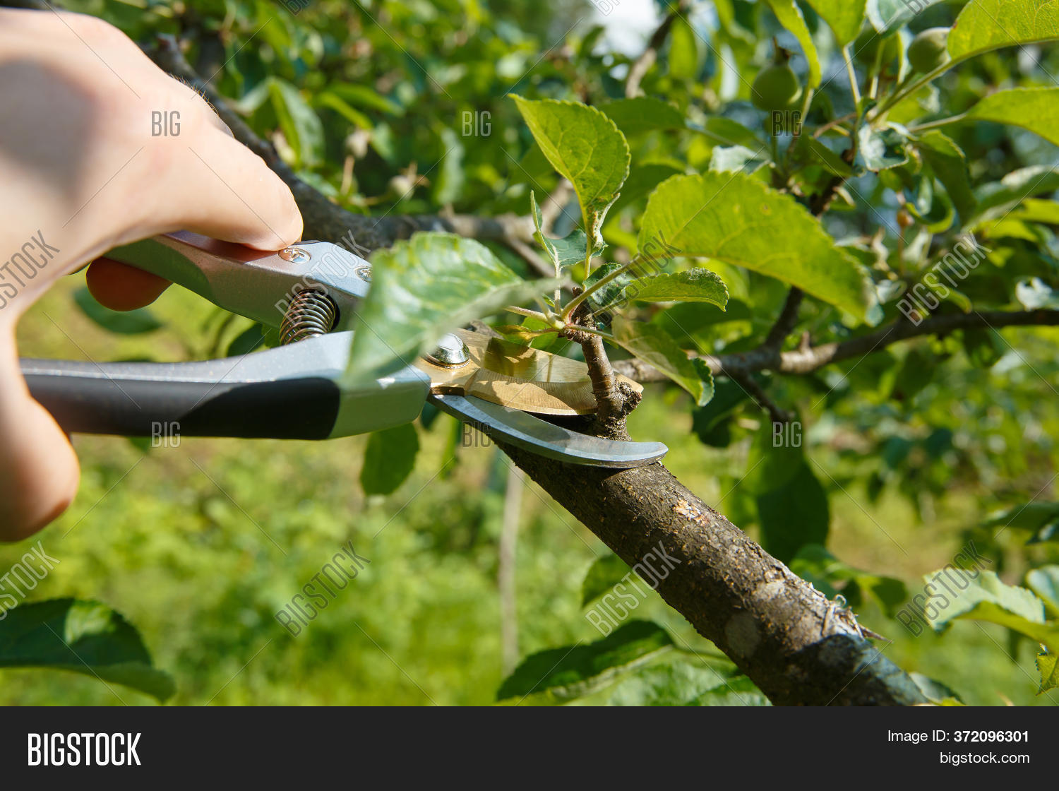 Seasonal Pruning By Image & Photo (Free Trial) | Bigstock