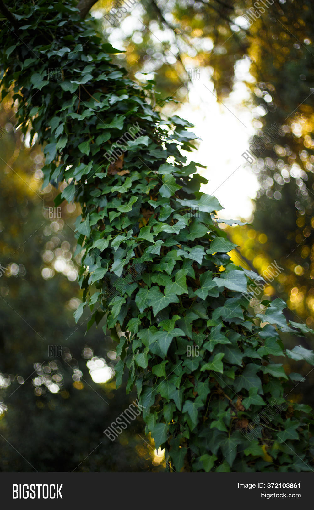 Vertical View. Tree Image & Photo (Free Trial) | Bigstock