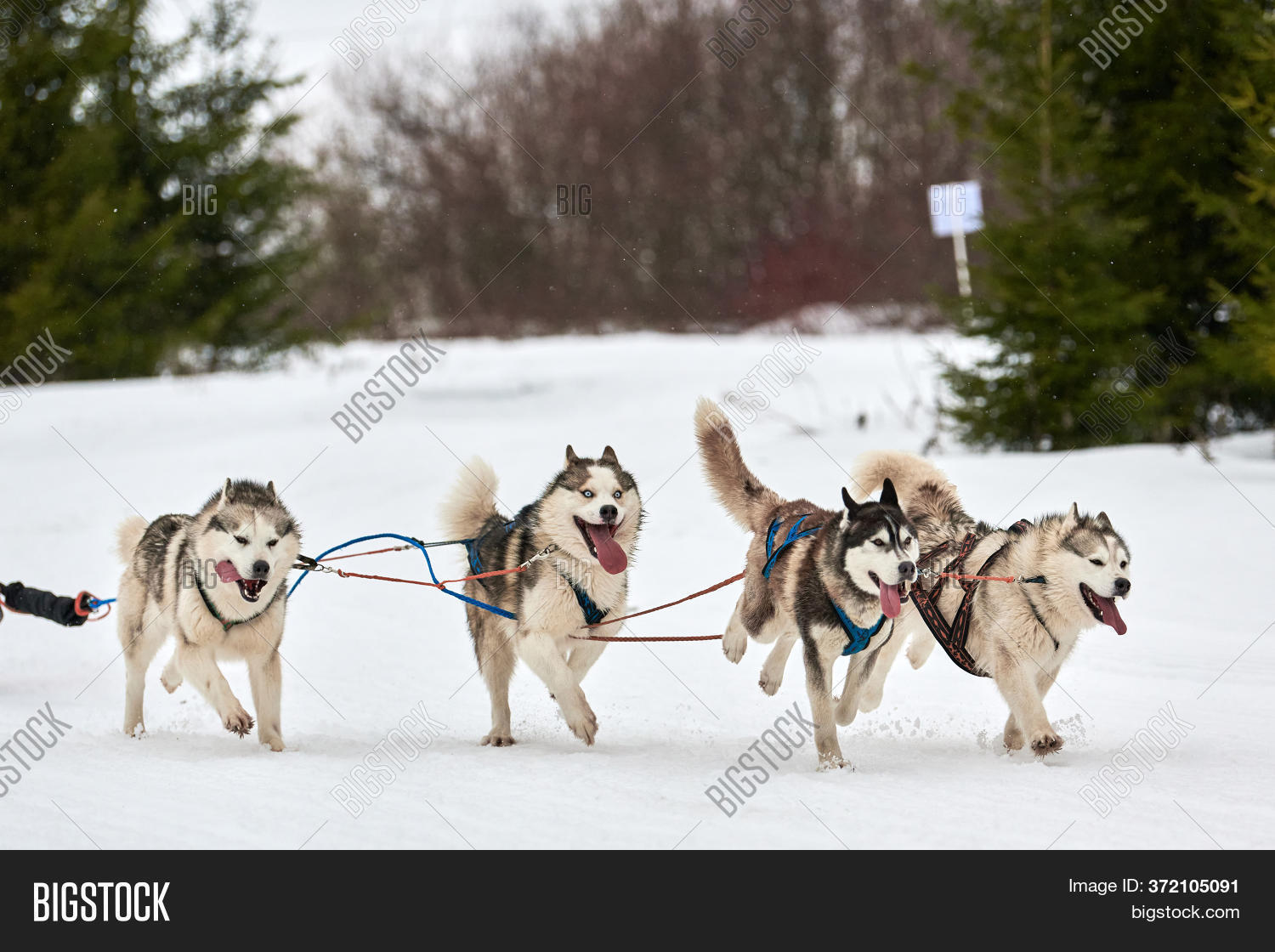 Running Husky Dog On Image & Photo (Free Trial) | Bigstock