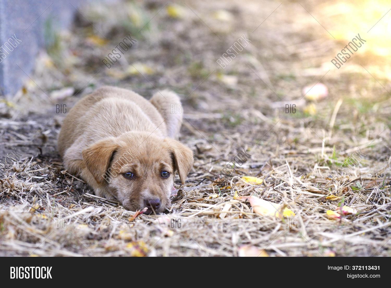 Sad Look Stray Puppies Image & Photo (Free Trial) | Bigstock