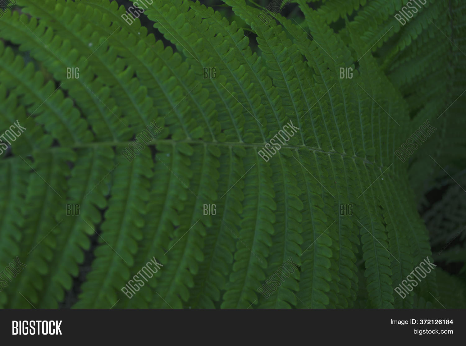 Fern Summer. Fern Image & Photo (Free Trial) | Bigstock