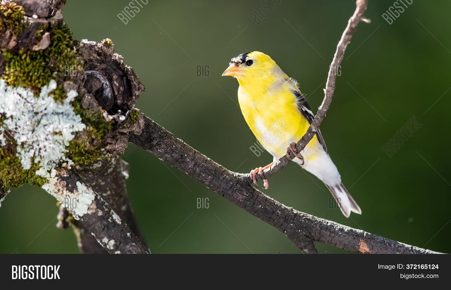 Male Goldfinch Image & Photo (Free Trial) | Bigstock