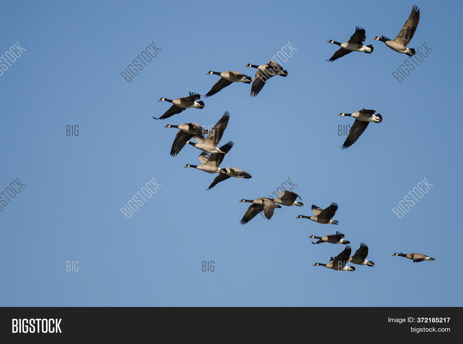 Flock Canada Geese Image & Photo (Free Trial) | Bigstock