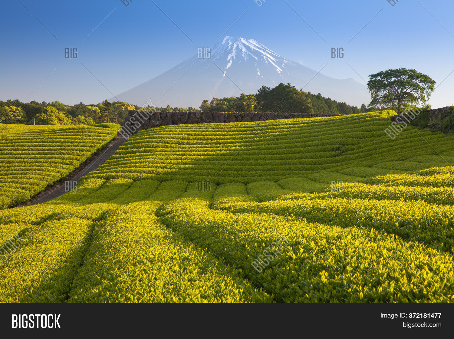 Tea Farm Mount Fuji Image & Photo (Free Trial) | Bigstock