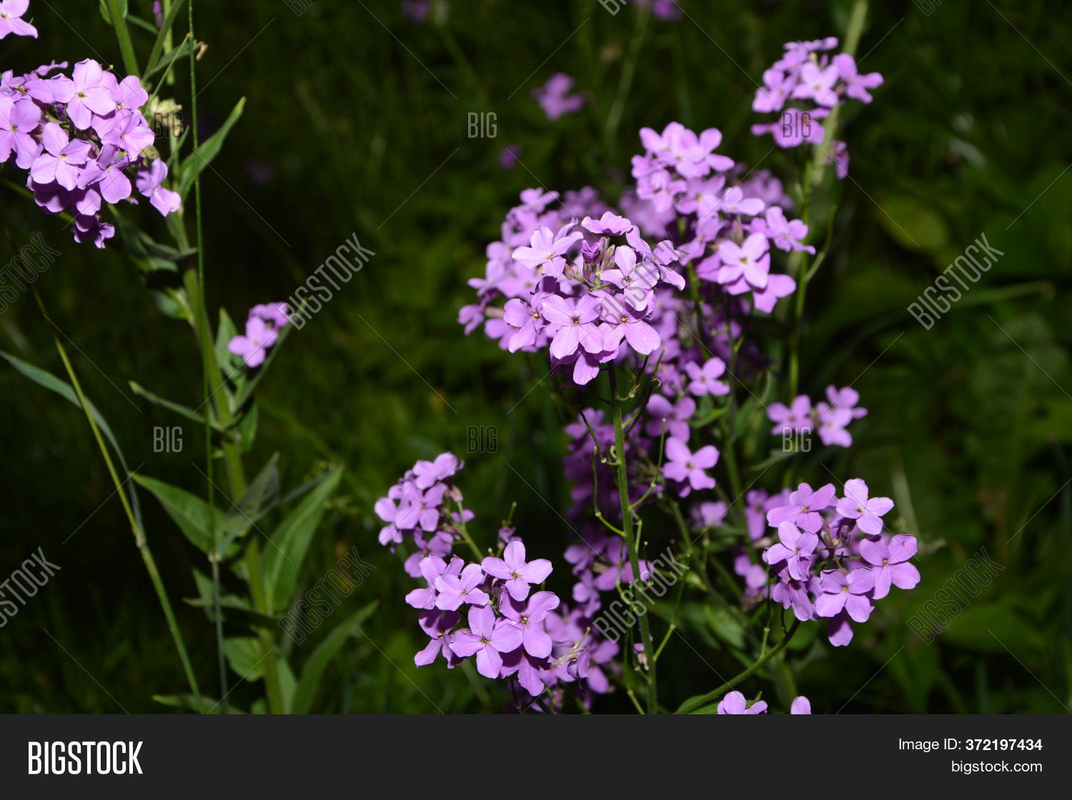 Purple Dame's Rocket Image & Photo (Free Trial) | Bigstock