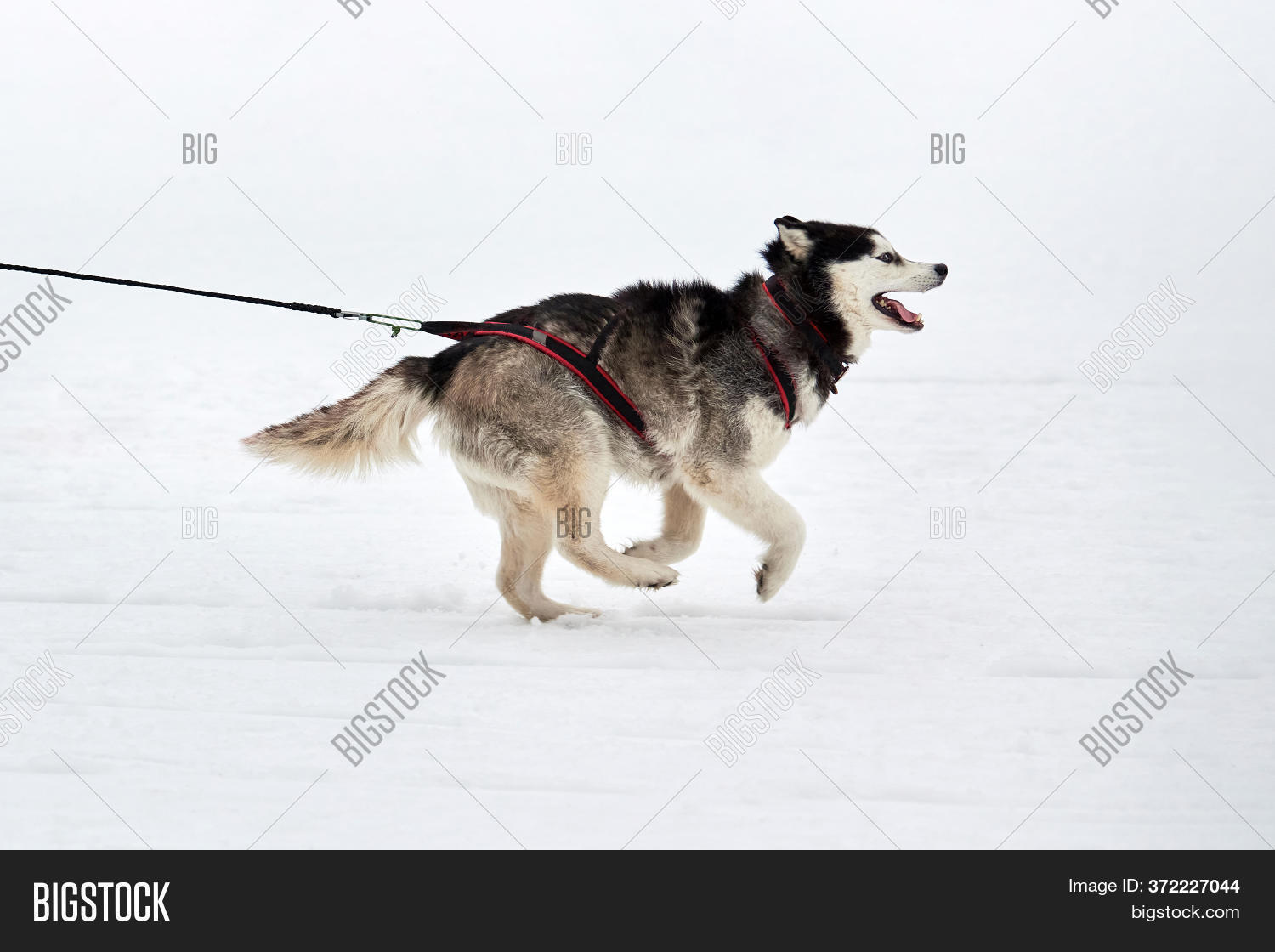 Running Husky Dog On Image & Photo (Free Trial) | Bigstock