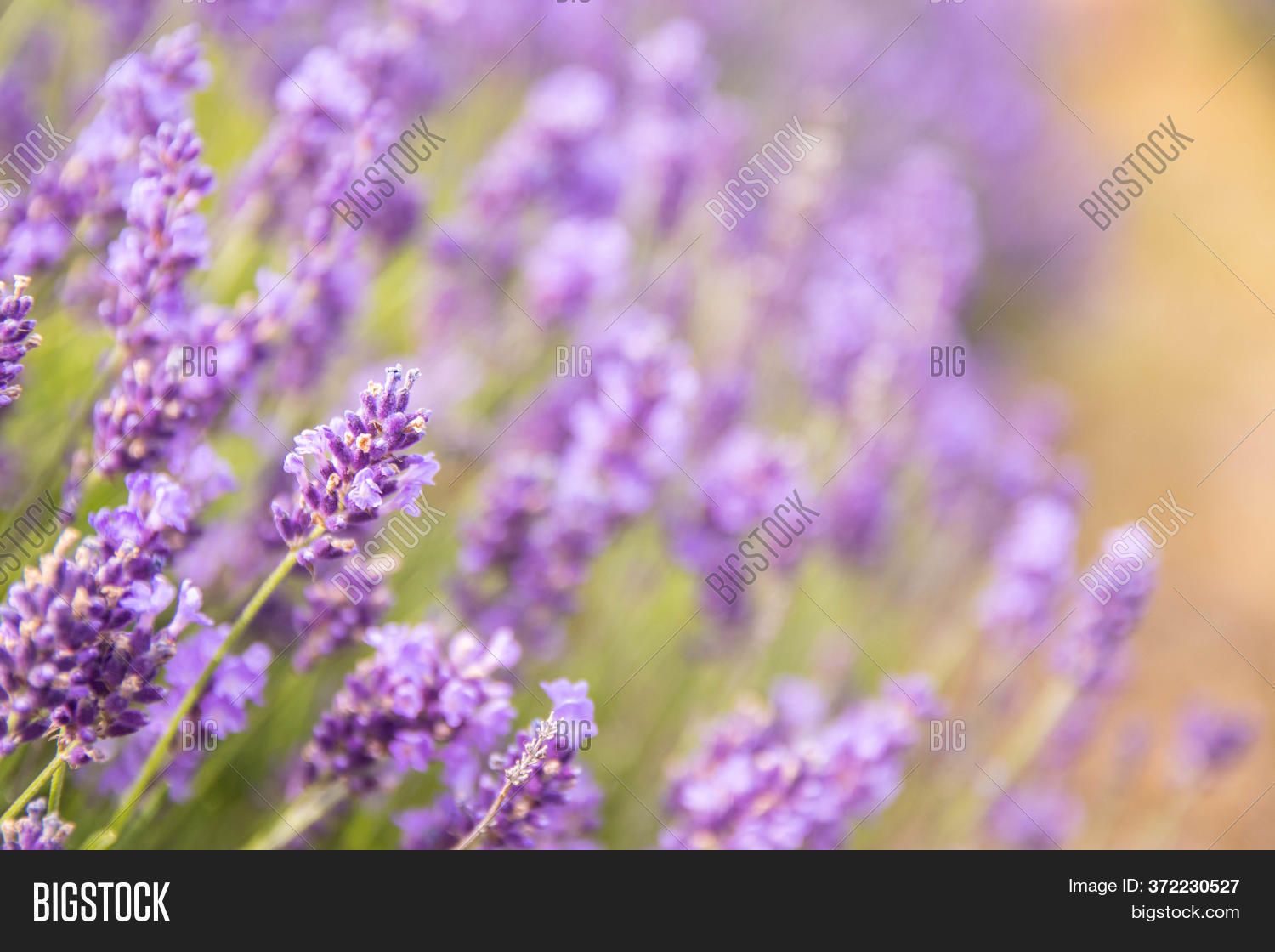 Lavender Bushes Image & Photo (Free Trial) | Bigstock