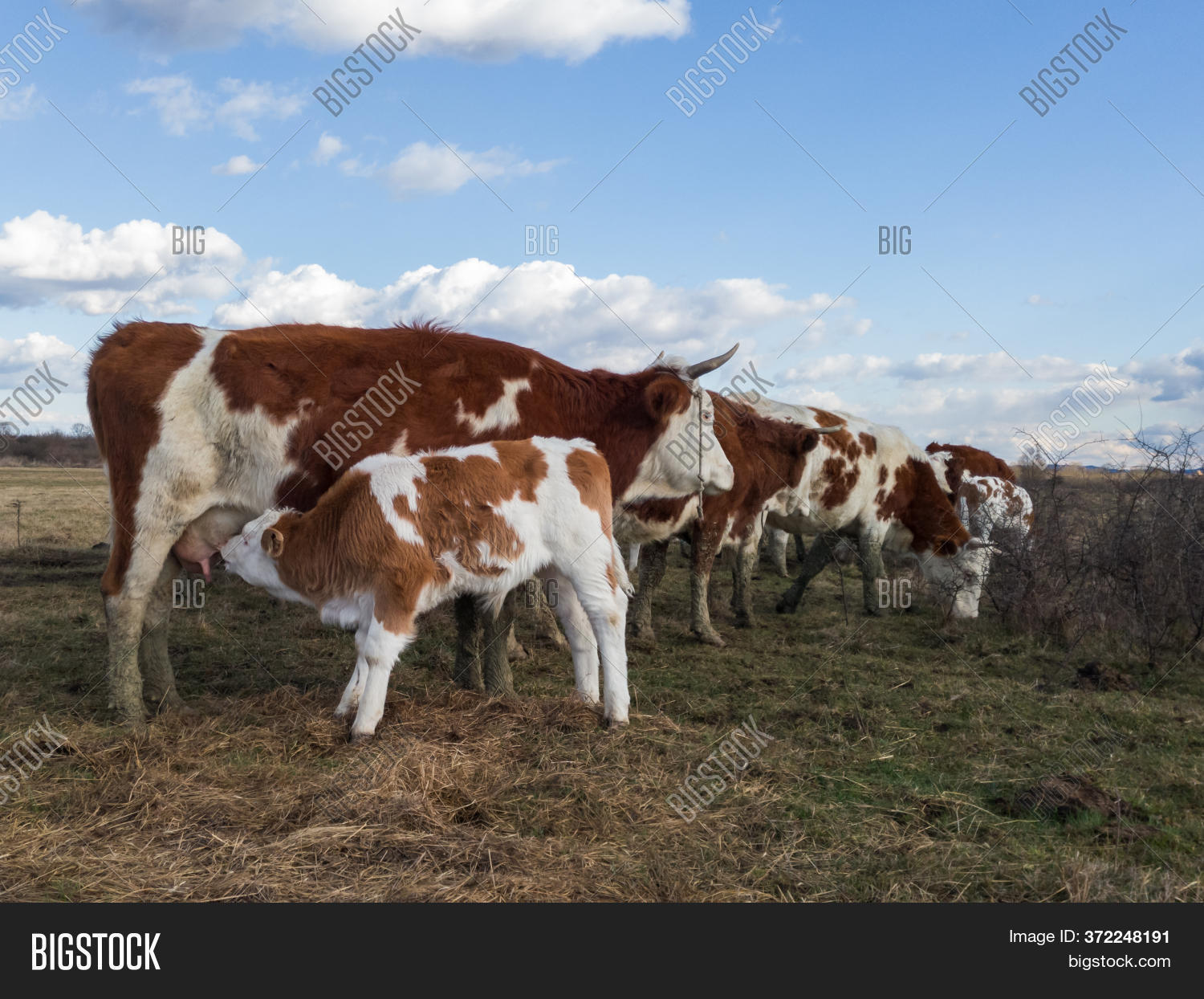 Cow Suckles Calf Field Image & Photo (Free Trial) | Bigstock
