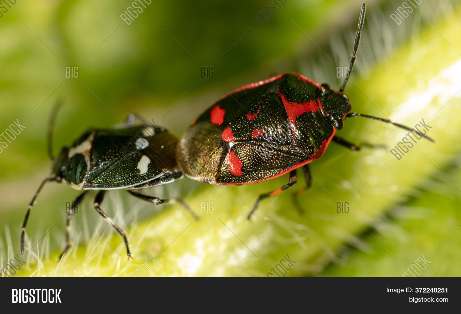 Close- Love Two Image & Photo (Free Trial) | Bigstock