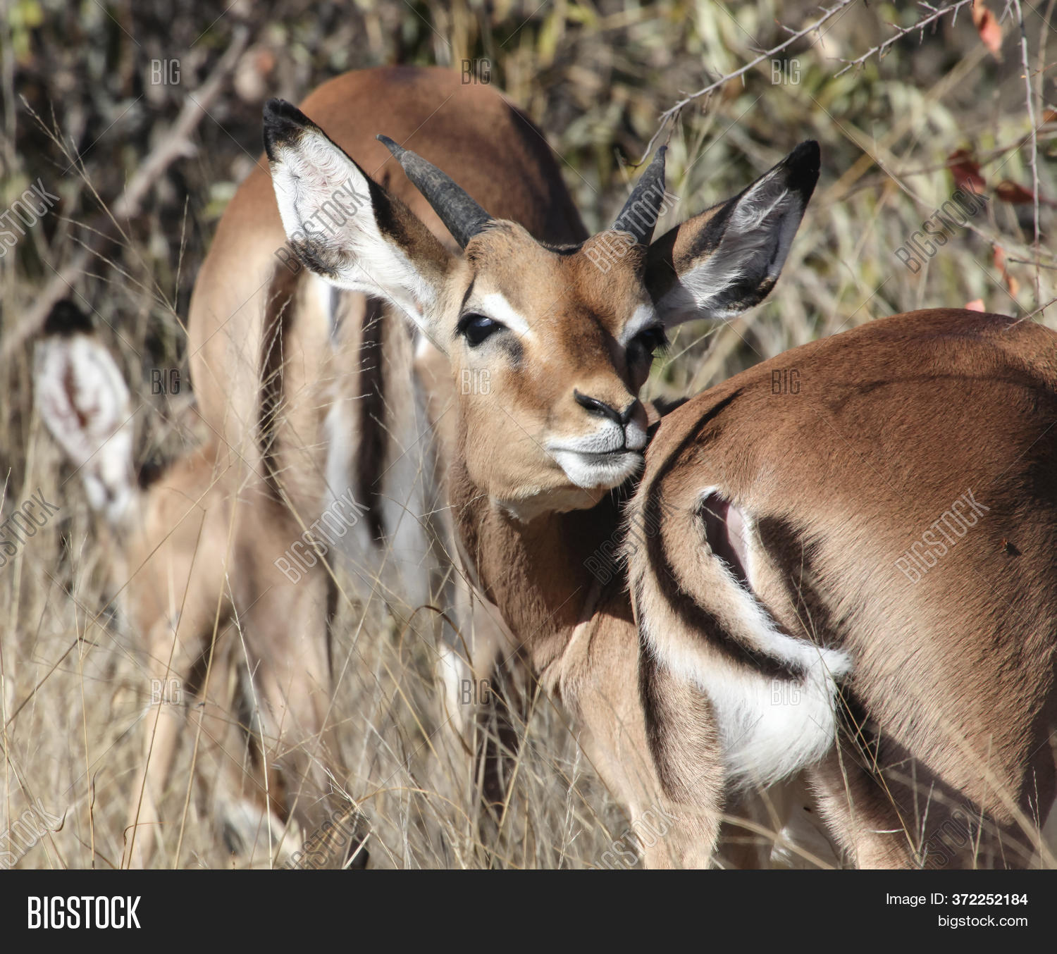 Young Male Impala Image & Photo (Free Trial) | Bigstock