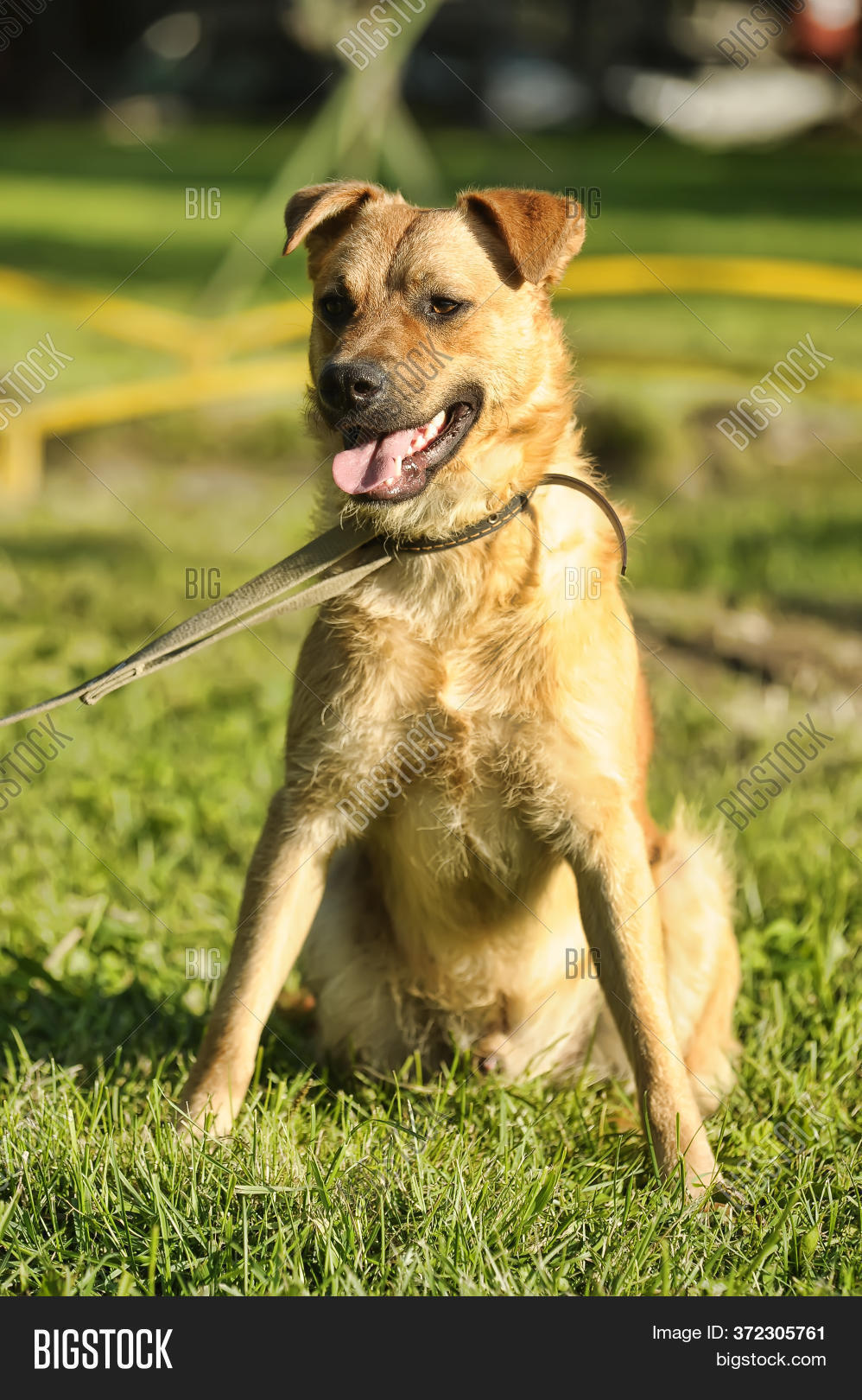 Cute Brown Dog Green Image & Photo (Free Trial) | Bigstock