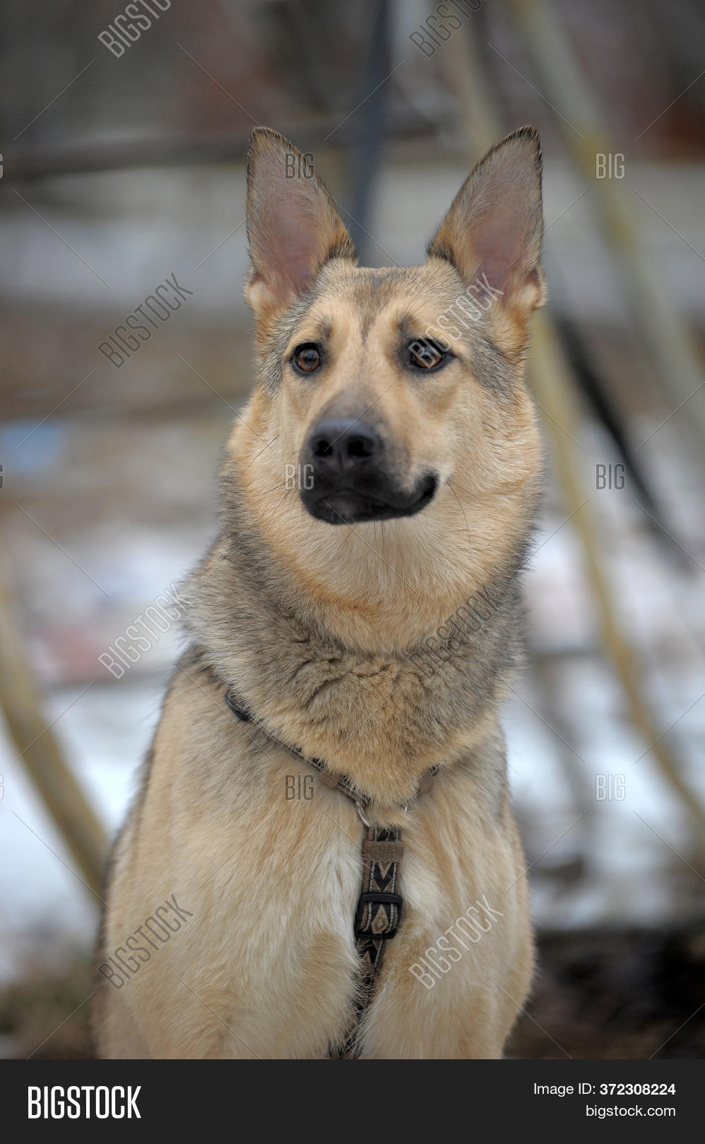 Half-breed Sheepdog On Image & Photo (Free Trial) | Bigstock