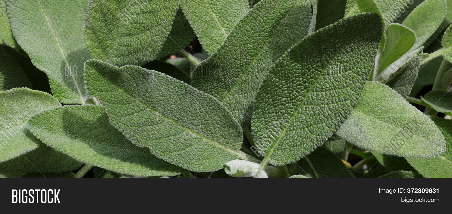Fragrant Sage Leaves Image & Photo (Free Trial) | Bigstock