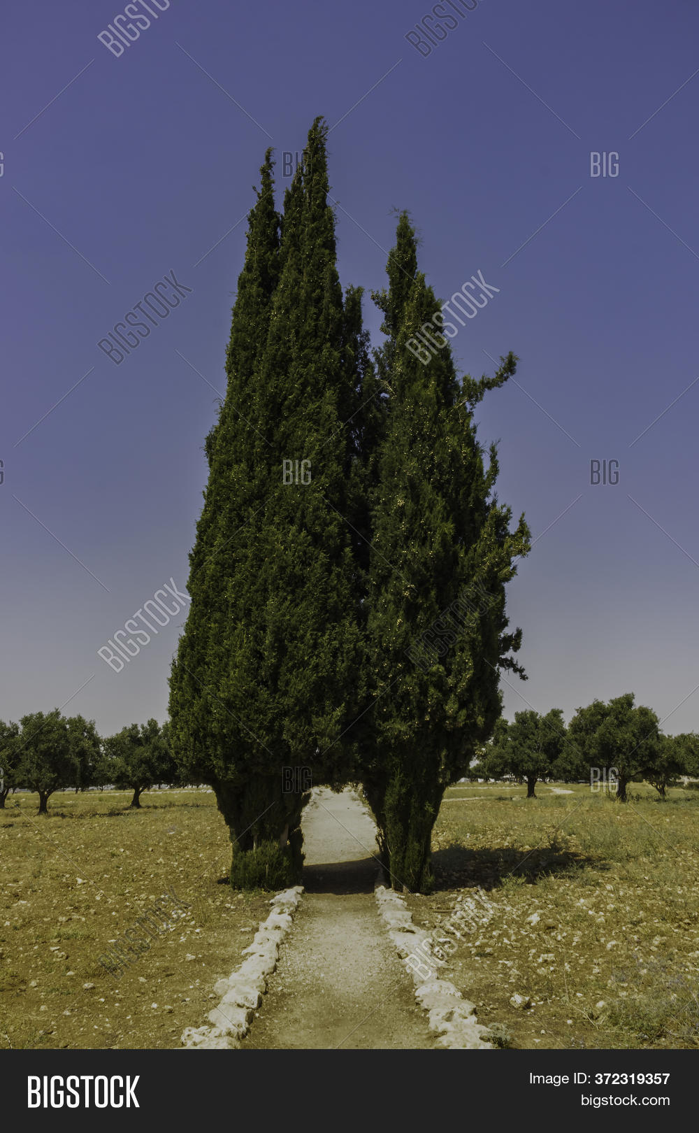 Two Cypress Trees Image & Photo (Free Trial) | Bigstock