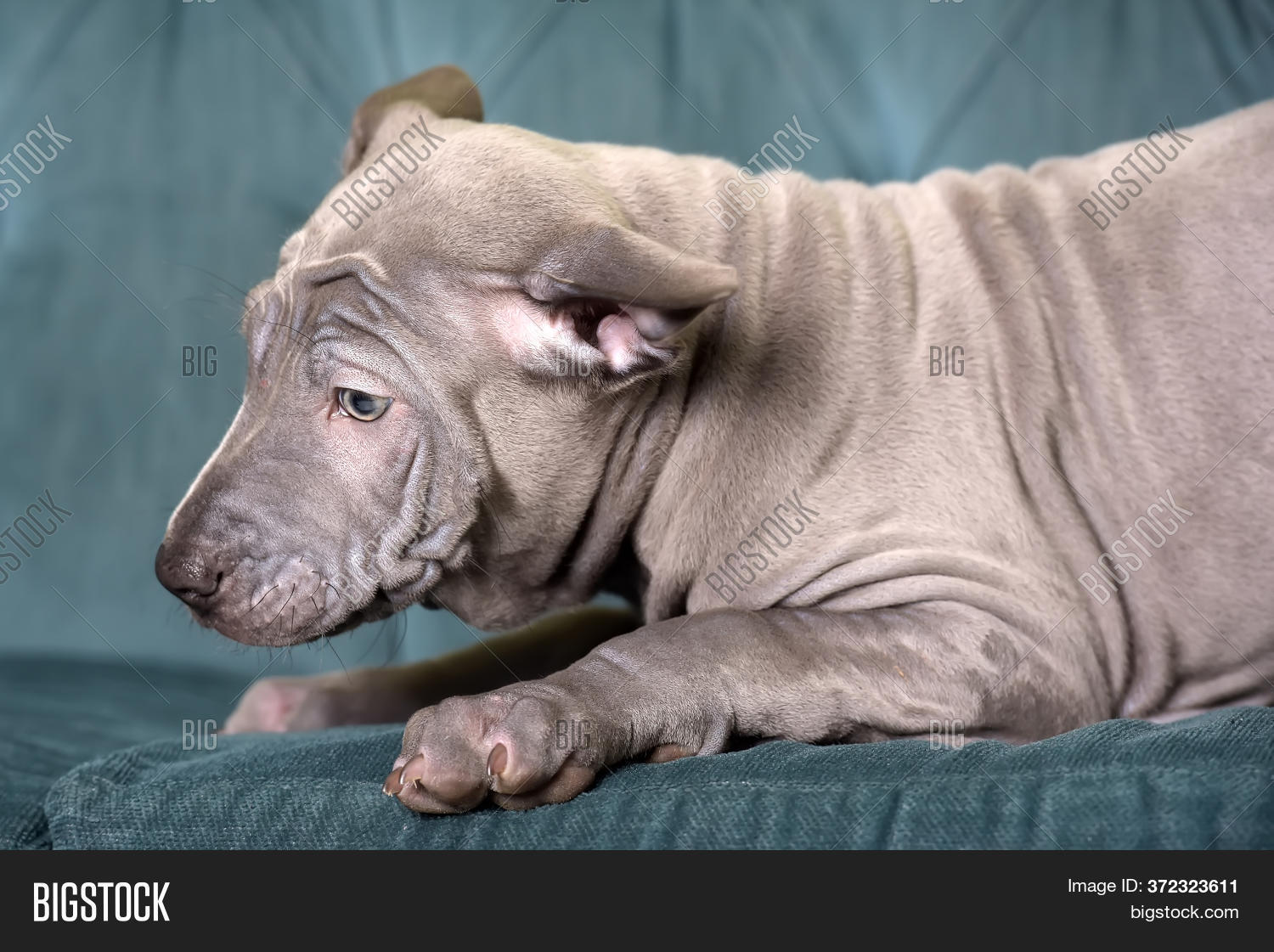 Thai Gray Ridgeback Image & Photo (Free Trial) | Bigstock