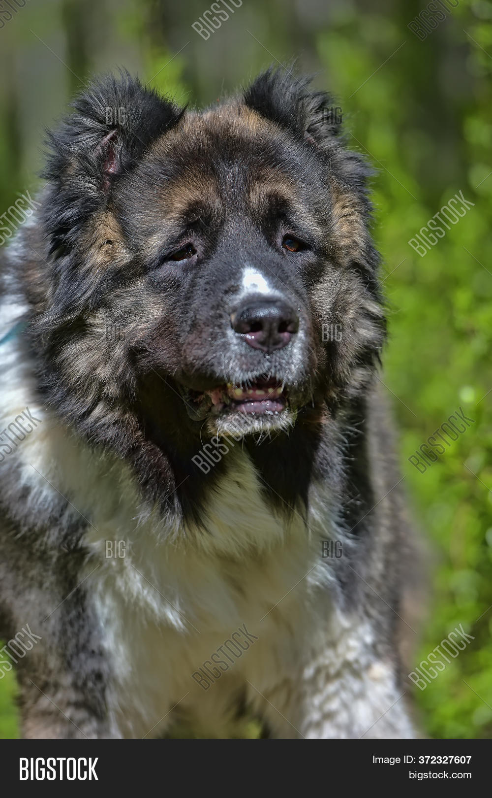 Caucasian Sheepdog Image & Photo (Free Trial) | Bigstock