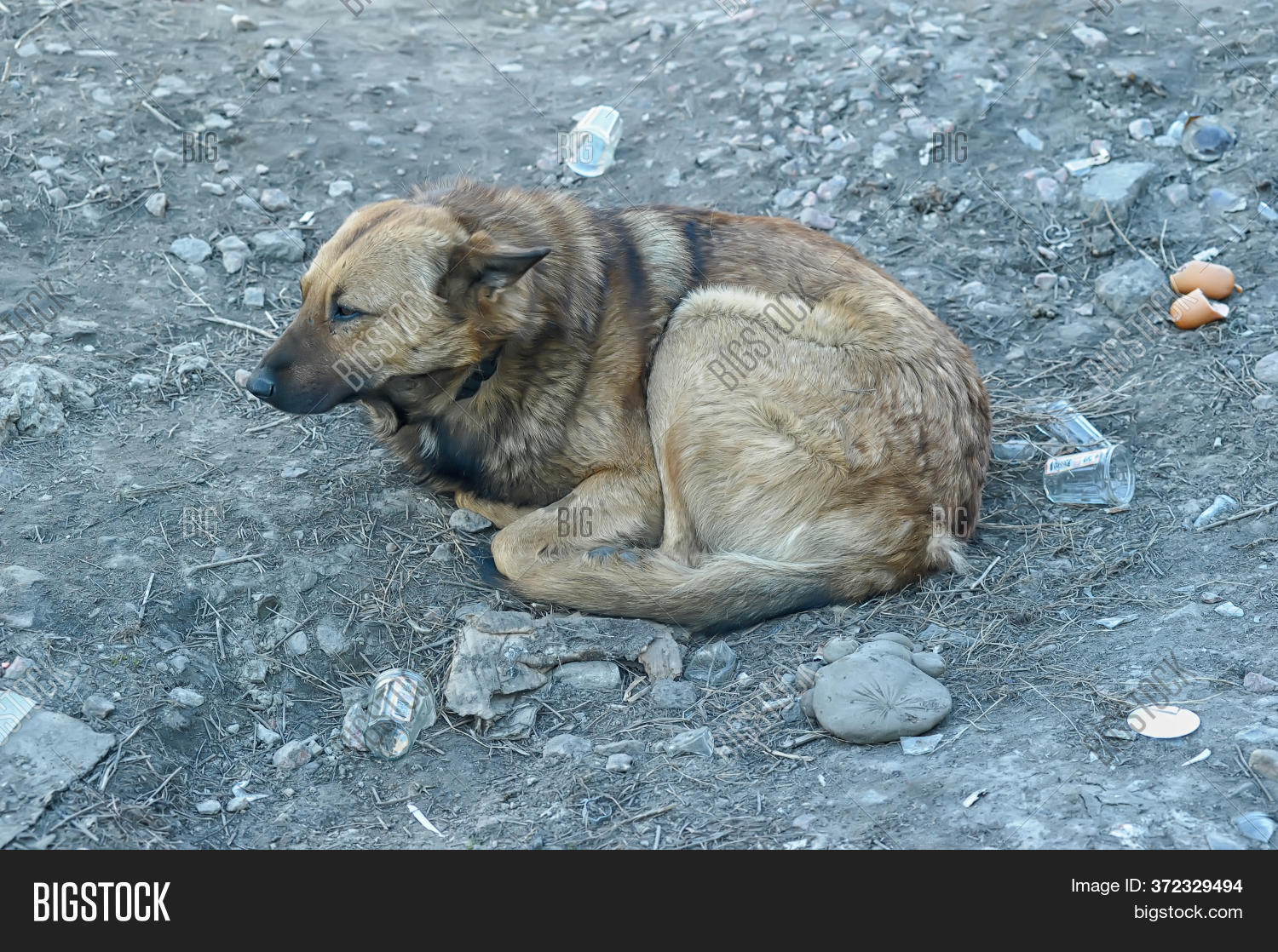 Miserable Homeless Dog Image & Photo (Free Trial) | Bigstock