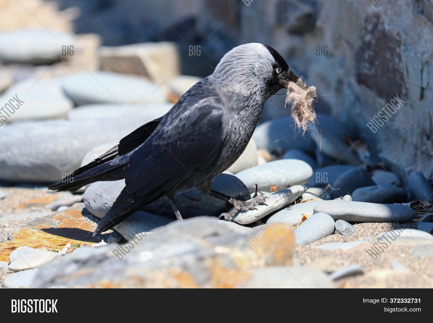 Jackdaw Collecting Fur Image & Photo (Free Trial) | Bigstock