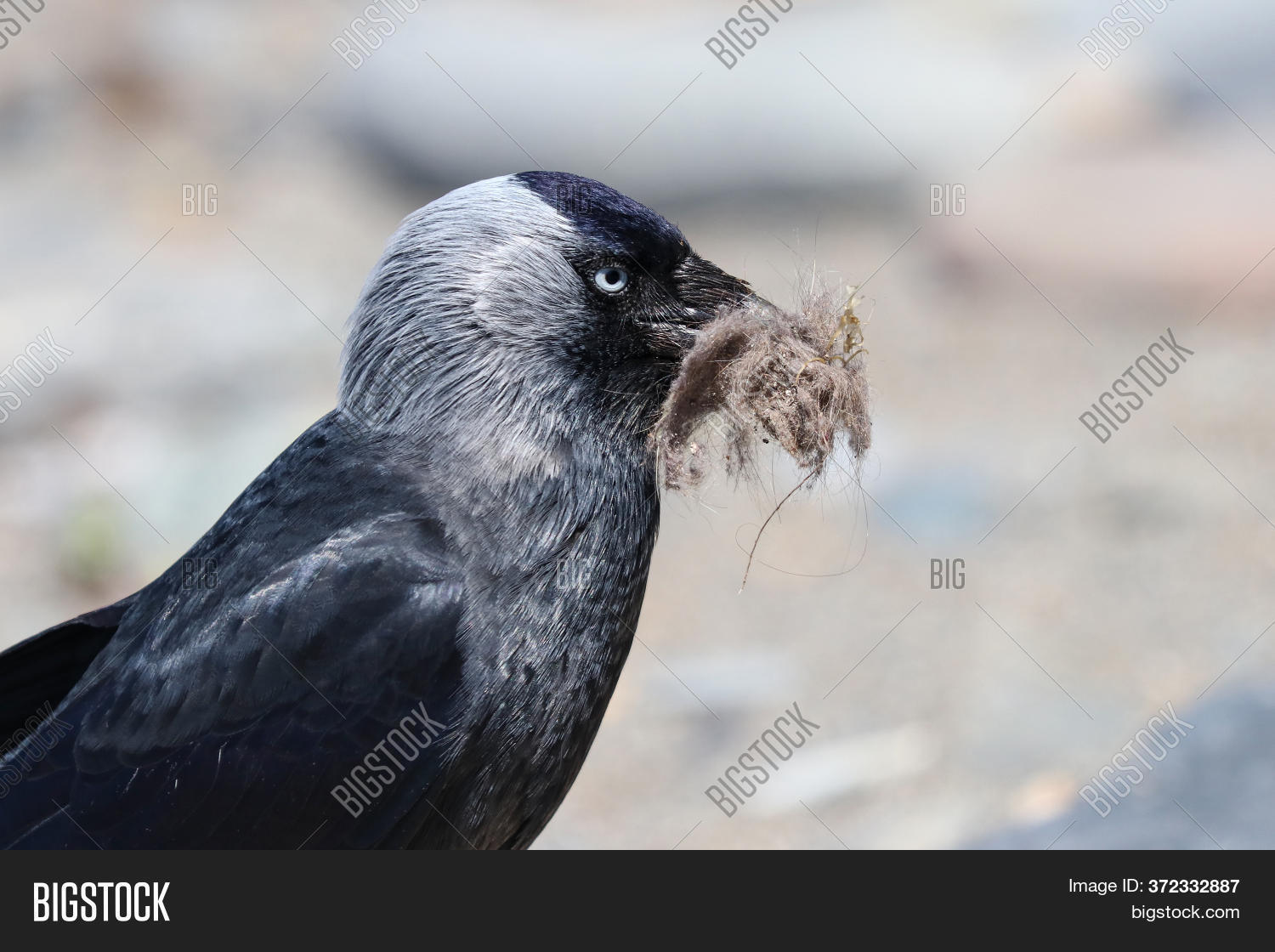 Jackdaw Collecting Fur Image & Photo (Free Trial) | Bigstock