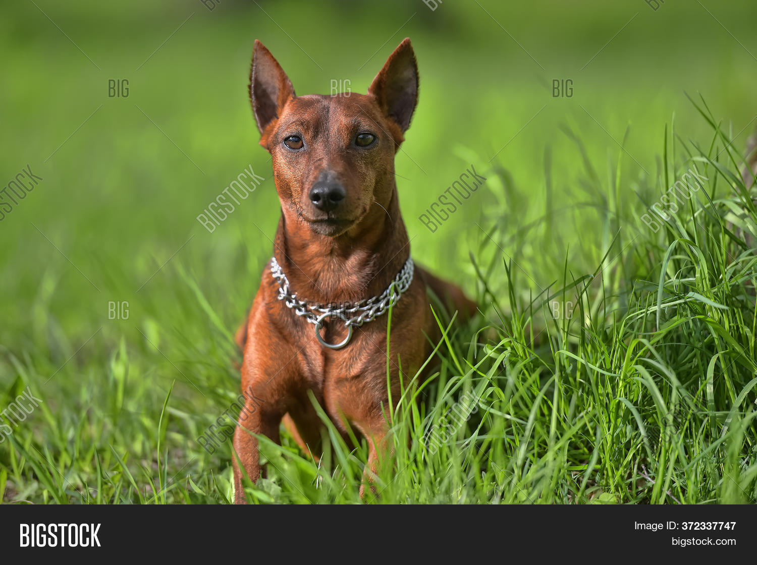 Dwarf Pinscher Summer Image & Photo (Free Trial) | Bigstock