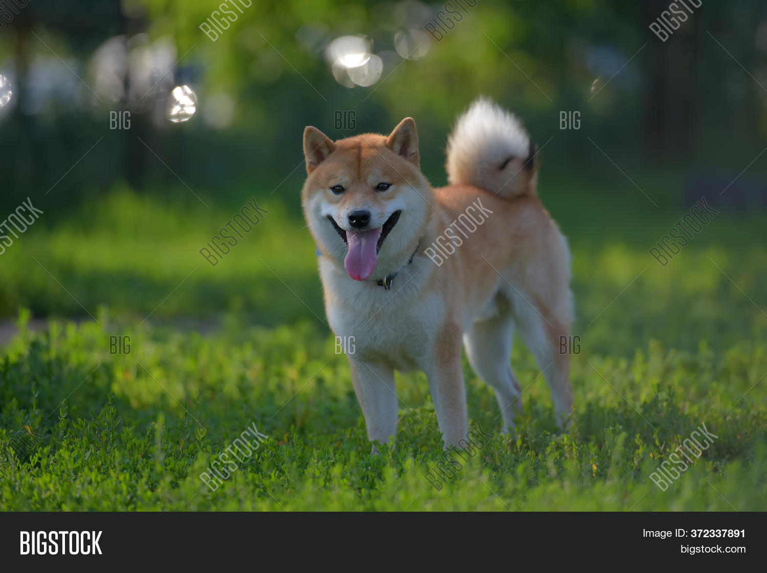 Portrait Red Shiba Inu Image & Photo (Free Trial) | Bigstock