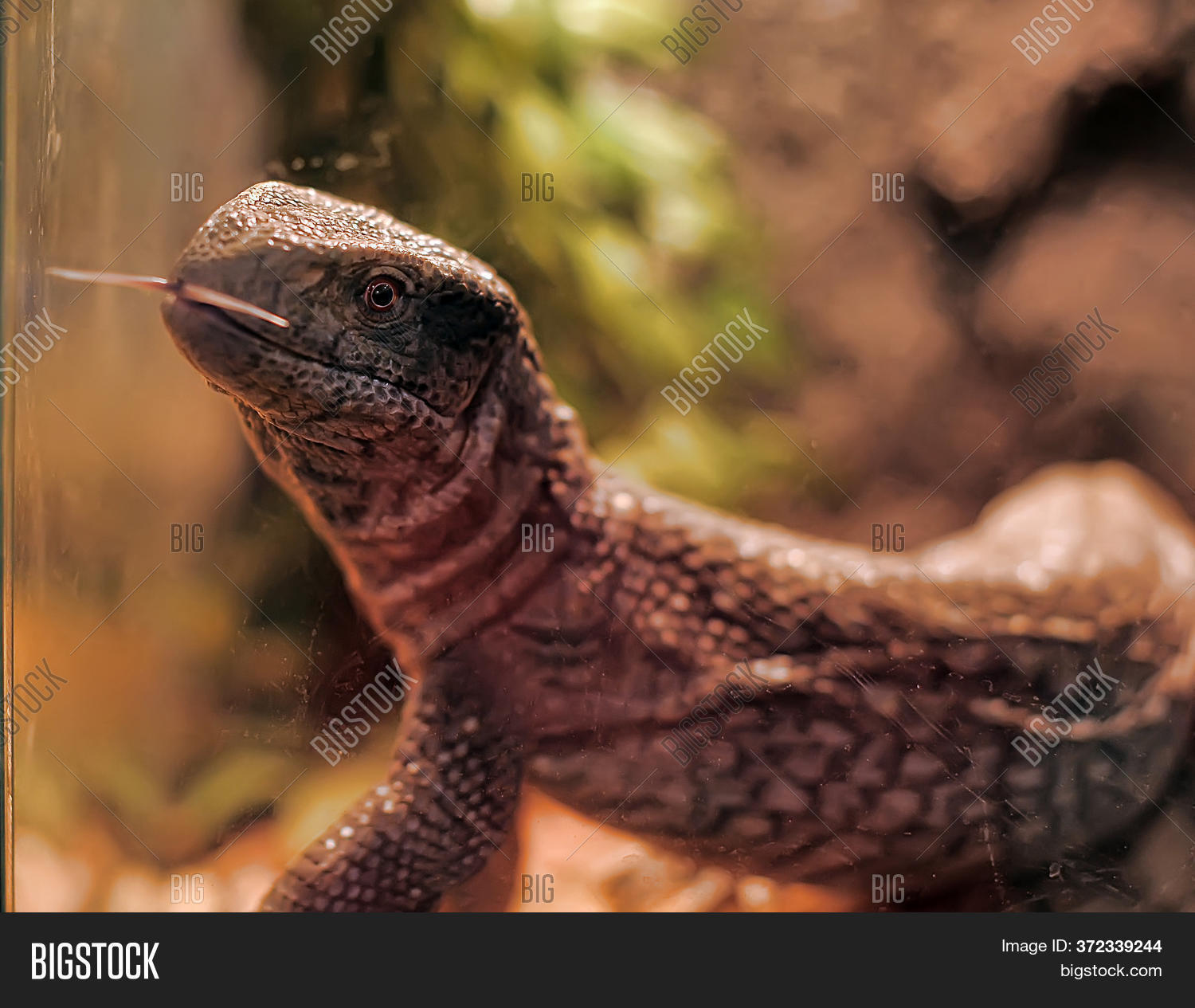 Head Reptile - Monitor Image & Photo (Free Trial) | Bigstock