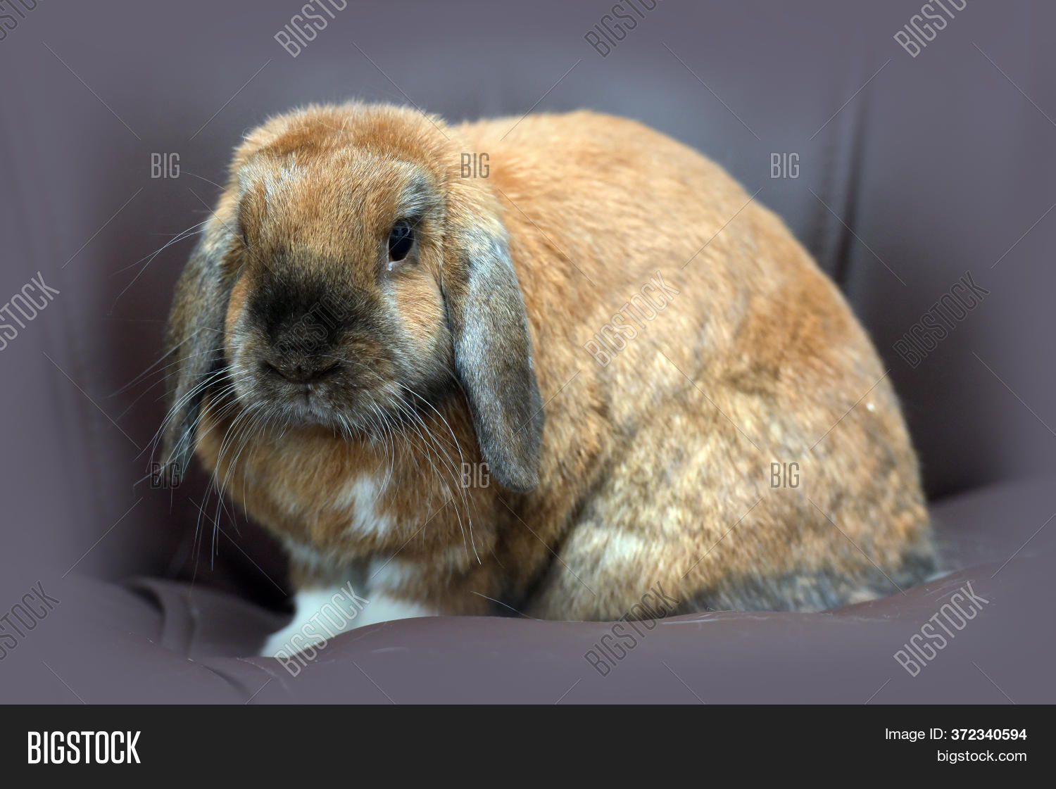 Brown Lop- Eared Image & Photo (Free Trial) | Bigstock