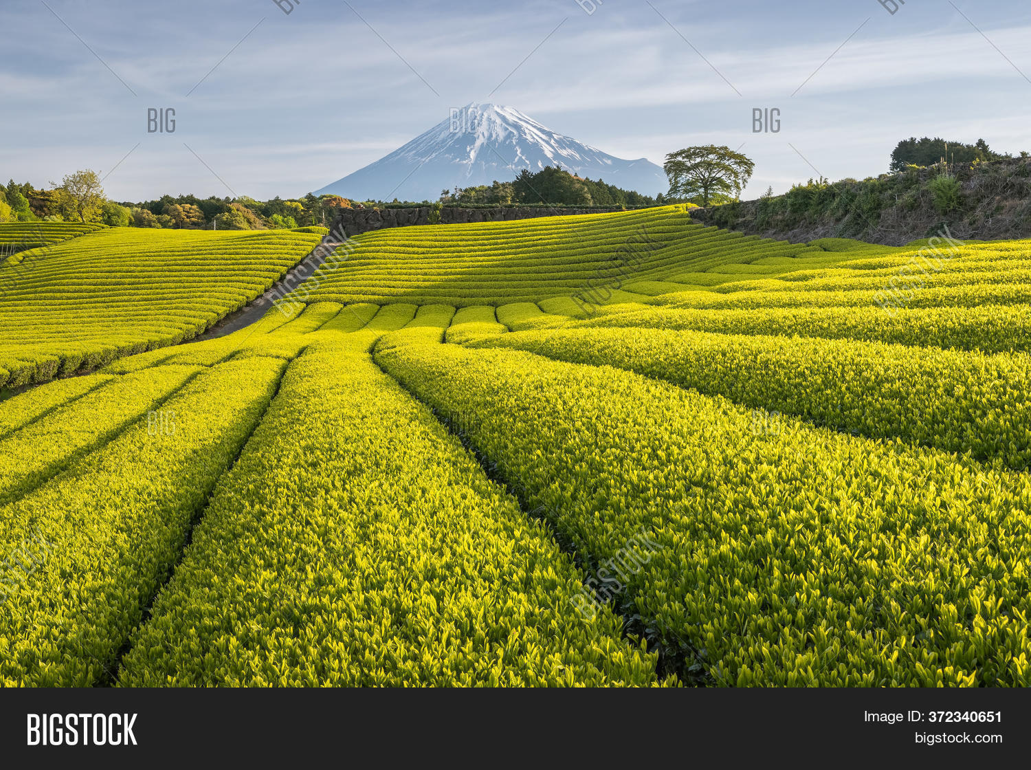 Tea Farm Mount Fuji Image & Photo (Free Trial) | Bigstock