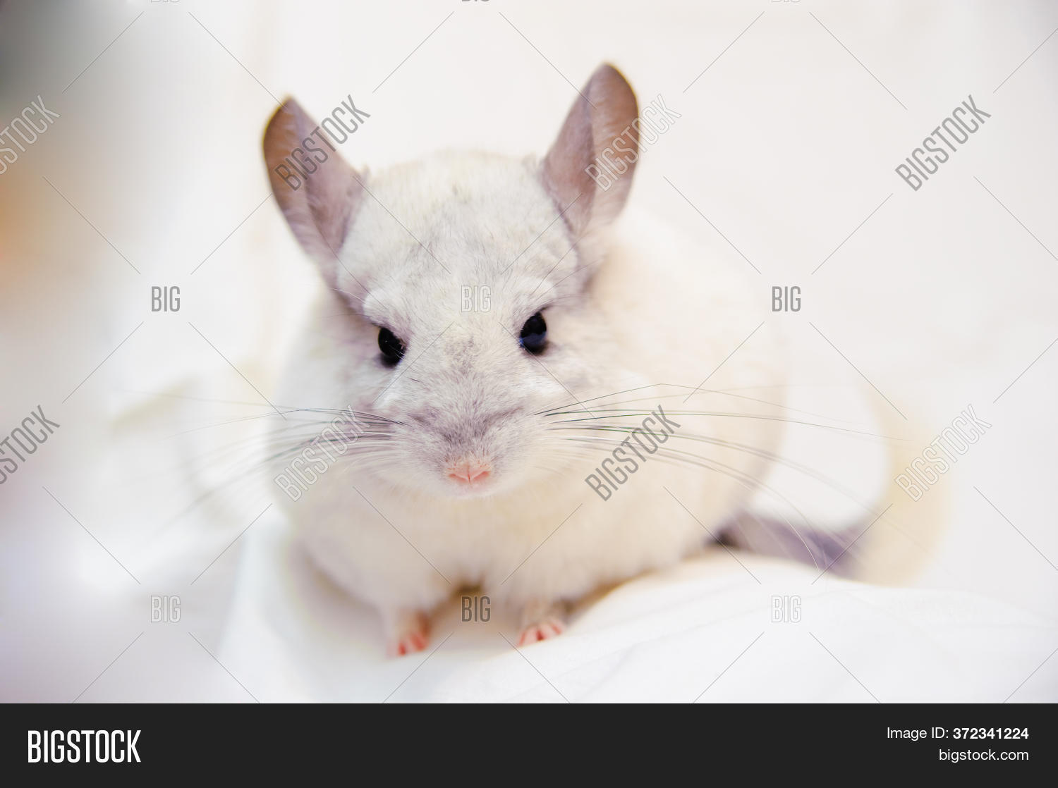 Wilson Chinchilla, 12 Image & Photo (Free Trial) | Bigstock