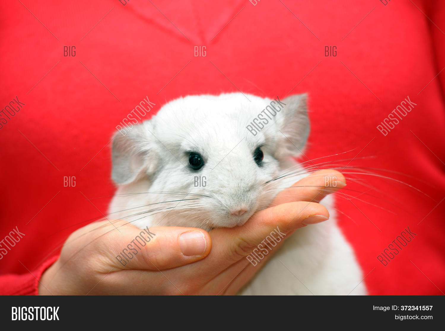 White Chinchilla On Image & Photo (Free Trial) | Bigstock